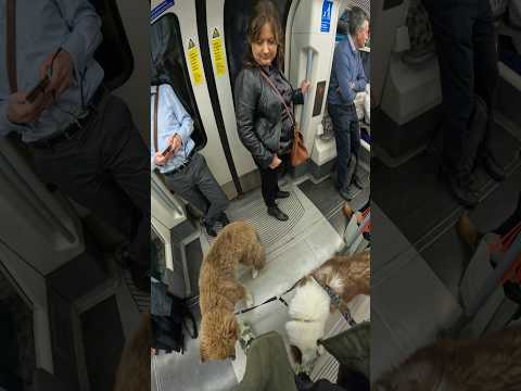 Taking my dogs on the trains!! #dogs #trains #youtube #londonlife #london #tfl #shorts