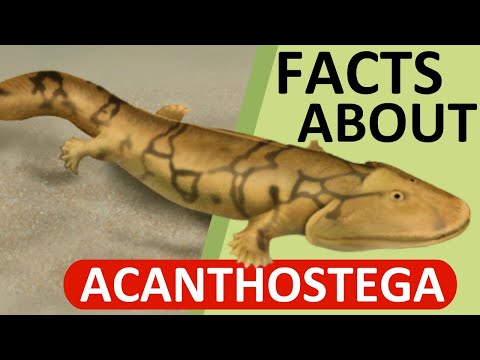 Facts About Acanthostega - The Lobe-Finned Fish - 2020(Outdated)