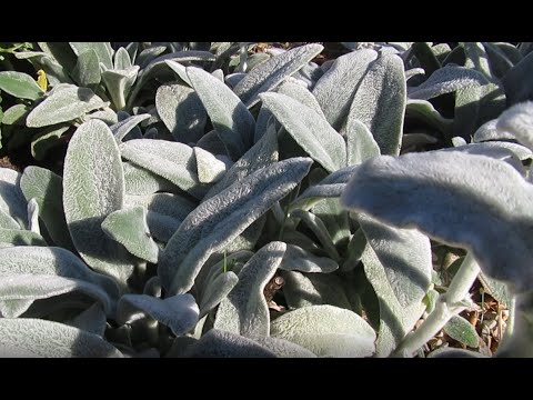 Irene - Plant foraging in the garden