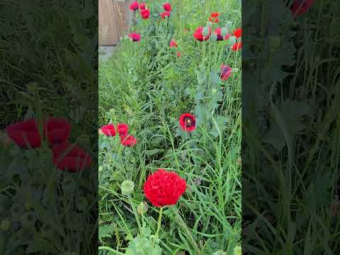 Poppy flowers #poppyflower #flower #flower #goodmorning #shortsvideo #shorts