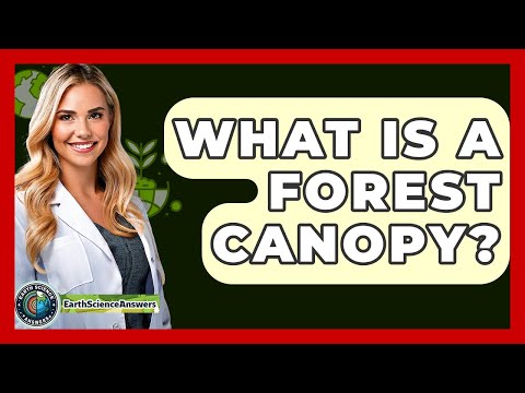 What Is A Forest Canopy? - Earth Science Answers