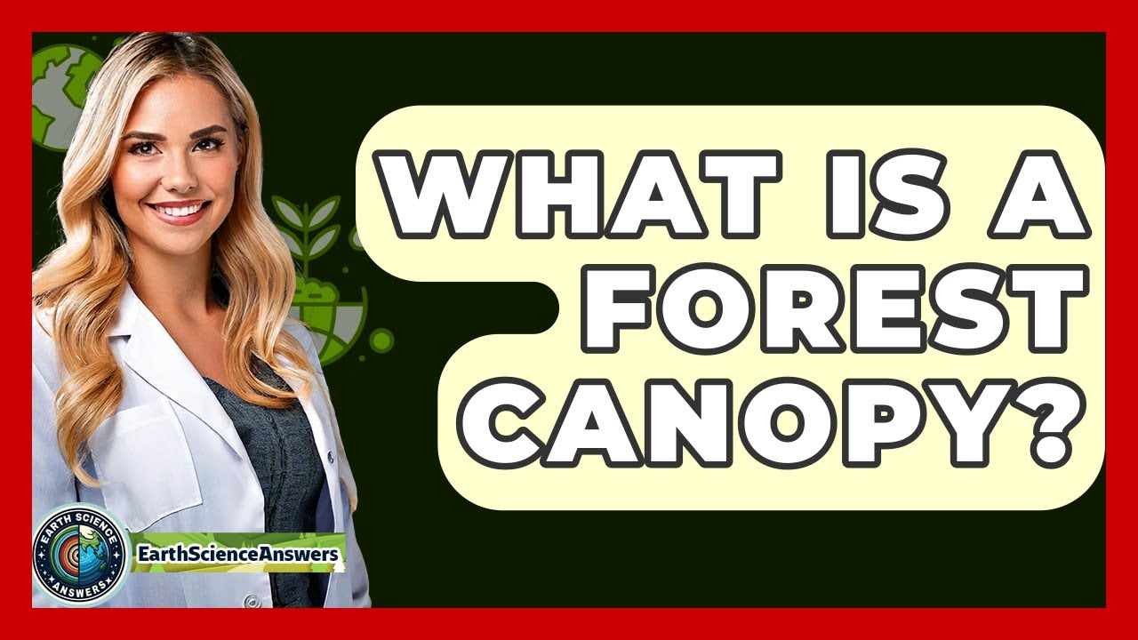 What Is A Forest Canopy? - Earth Science Answers