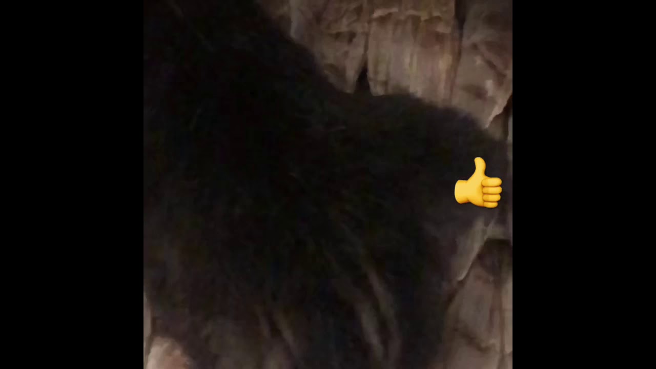 Thumbs up Cat #Meme
