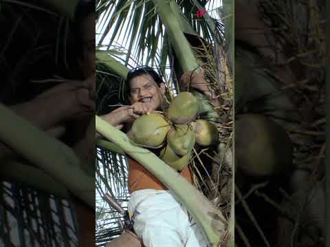 Sasi yells at Jagathy for speaking nonsense #doctorinnocentanu #shorts #innocent #sonanair #likes