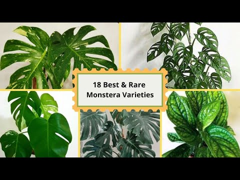 Monstera Varieties with Names / plantes Monstera