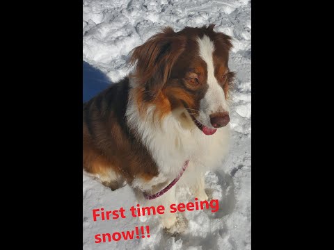 Australian Shepherd and Siberian Husky Experiance Snow for the First Time