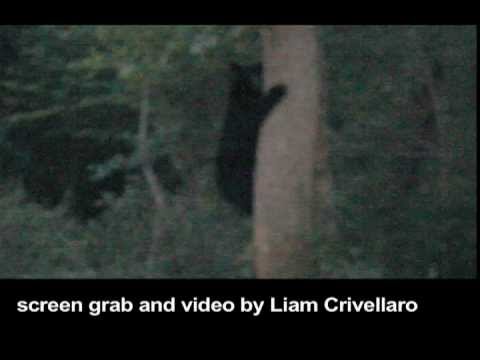 What's Black And Spotted All Over? The Cape Cod Bear | WBUR News