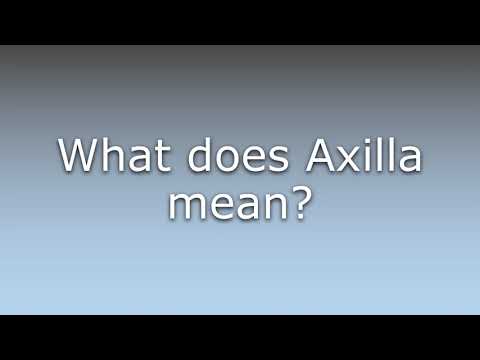 What does Axilla mean?