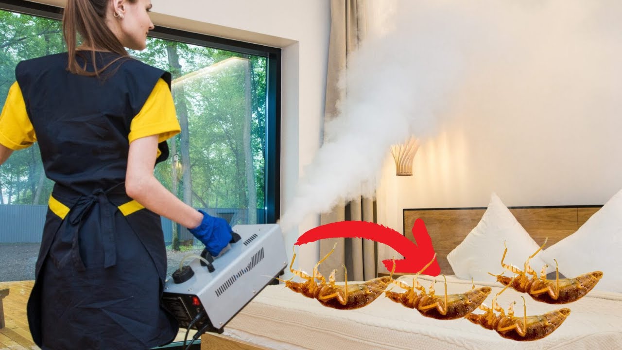 How to Get Rid of Bed Bugs FAST! (No Harsh Chemicals)