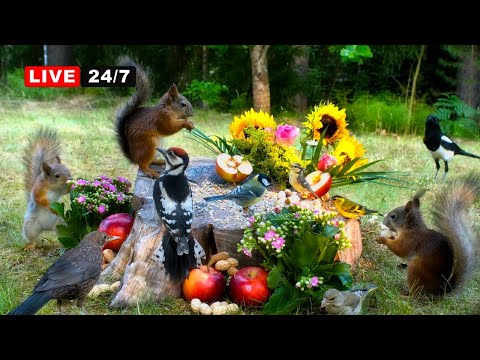 🔴 24/7 LIVE CAT TV NO ADS😺 Midsummer Party with Cutest Red Squirrels & Adorable Little Bird
