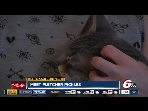 Cat named Fletcher Pickles steals straws and hearts at Hotel Tango in Fountain Square