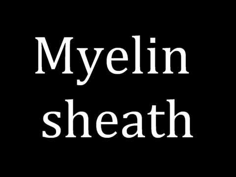 How to pronounce Myelin sheath