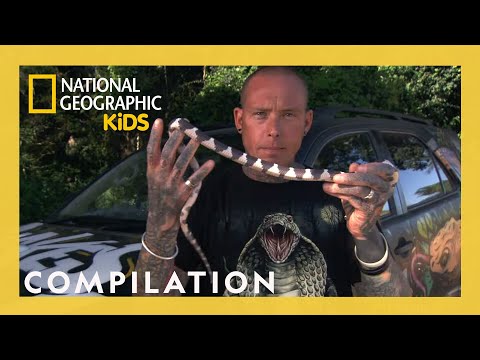 Snake Facts with Professional Snake Catchers! 🐍 | Nat Geo Kids Compilation | @natgeokids