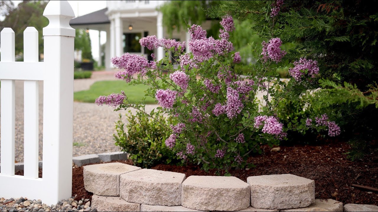 Bloomerang Lilac Update! 💜👍🌿 // Garden Answer