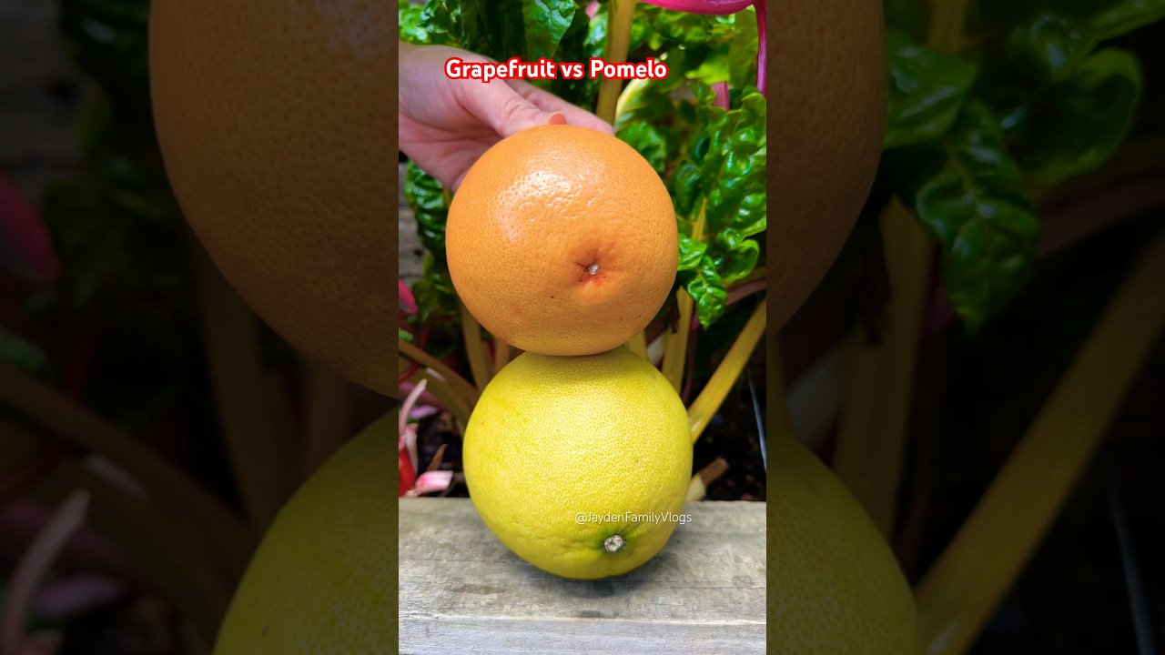 Red Grapefruit or Yellow Pomelo 😱😱#shorts #enjoy #satisfying #fruit #fruitcutting