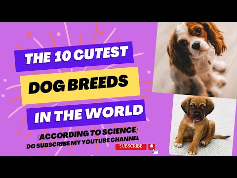 The 10 cutest dog breeds in the world #youtubevideos2023#cutedogbrees#dogbreed#fypyoutub#cutestdog#0