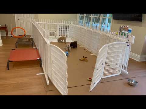 Puppy Playpen Setup for a New Puppy