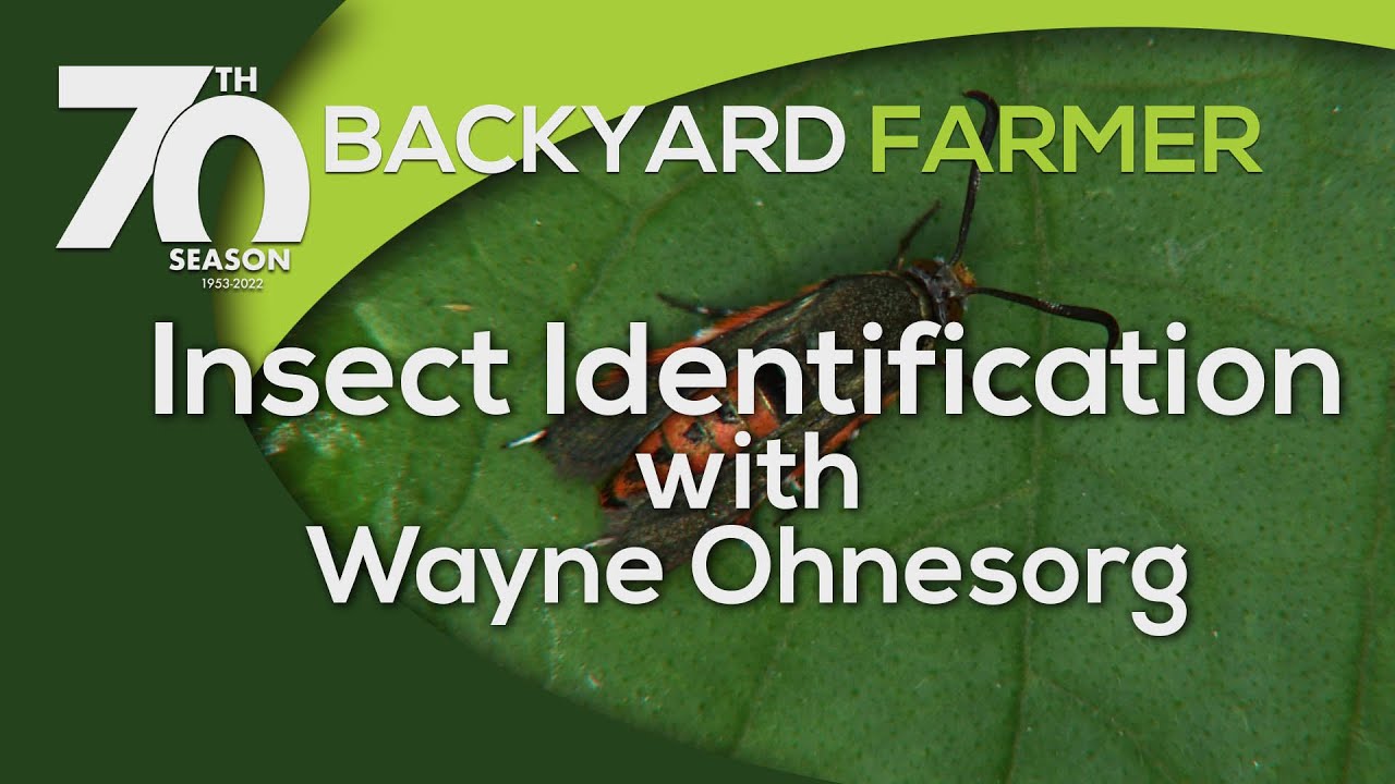 Insect Identification