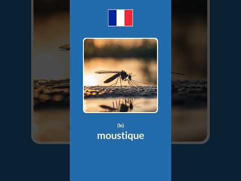Insects in French