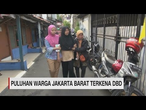 Kelurahan Kalideres Terjangkit 27 Orang DBD