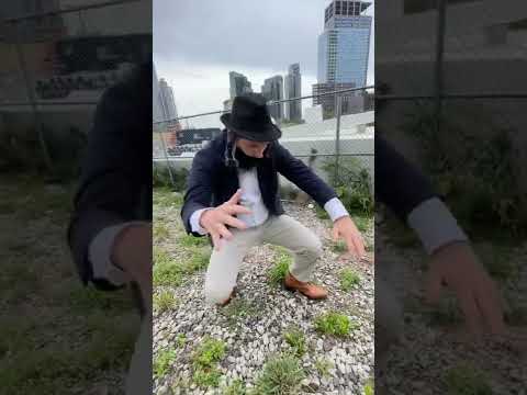 Who Remembers Matisyahu? #dancehall #reggae #jewish #funny #funnyvideo
