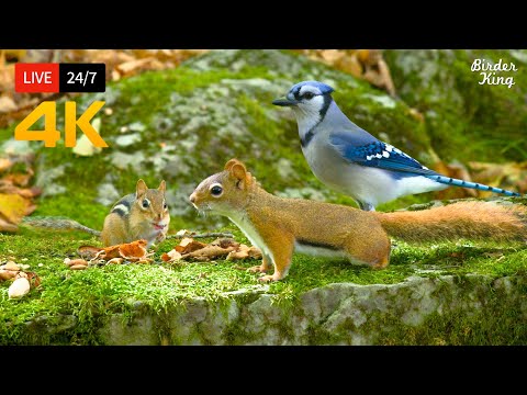 ๐ด 24/7 LIVE: Cat TV for Cats to Watch ๐บ Birds, Chipmunks, Squirrels in the Forest 4K Cat Games