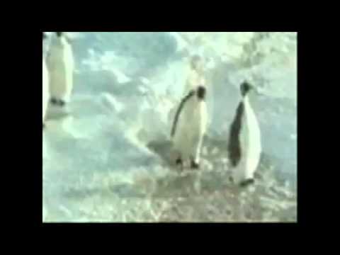 Le pingouin rejeté