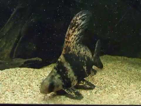 Chinese High-Fin Banded Shark • Care Guide (Setup, Mates & Diet)