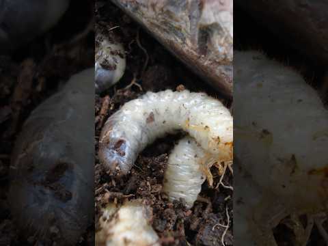 Effective Tips for Eliminating Grubs ???????? #domyownlawncare #grubs