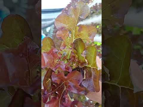 ROUXAI RED CURLY AND JONCTION GREEN CURLY,,LETTUCE