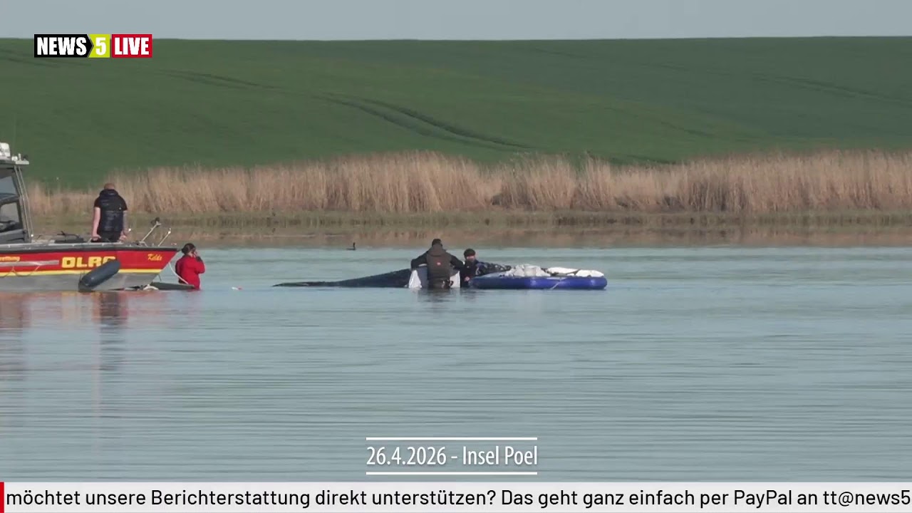 LIVE: Wal vor Dänemarks Küste gestrandet - Ist es Hope / Timmy ?