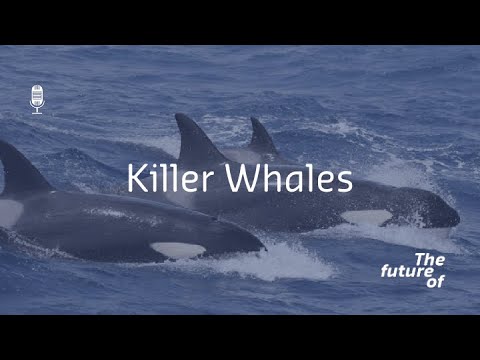The Future Of: Killer Whales