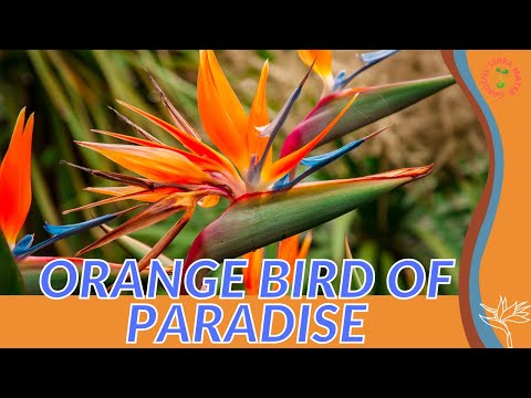 ORANGE BIRD OF PARADISE Information and Growing Tips! (Strelitzia reginae)
