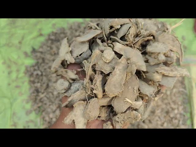 Herbal Roots - Asparagus Racemosus Roots Manufacturer from Neemuch