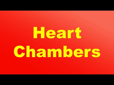 Four Chambers of the Heart I Atriums and Ventricles
