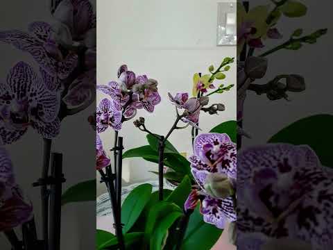 Orchids: #orchids #orchidworld #orchid #orchidlovers #orchidcollection #orchidsofinstagram