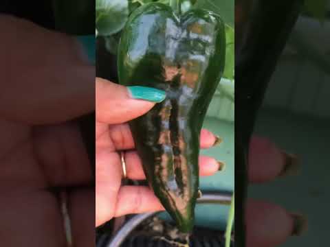 Poblanos Amazing Peppers Fresh Container Garden #shorts #viral