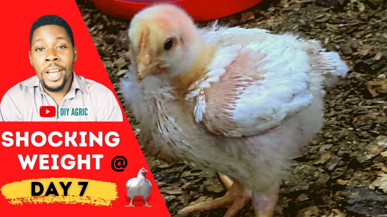 How I Got Massive Broiler Weight in 7 Days | Broiler Brooding Management Series (Day 7)