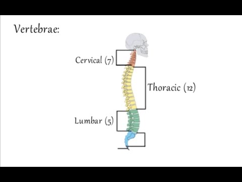 Spine anatomy easy way in Urdu