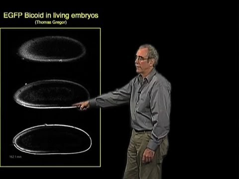 Movie of the Bicoid protein gradient - Eric Wieschaus (Princeton/HHMI)