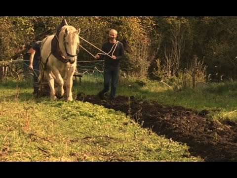labour au cheval | La petite ferme de Chanon
