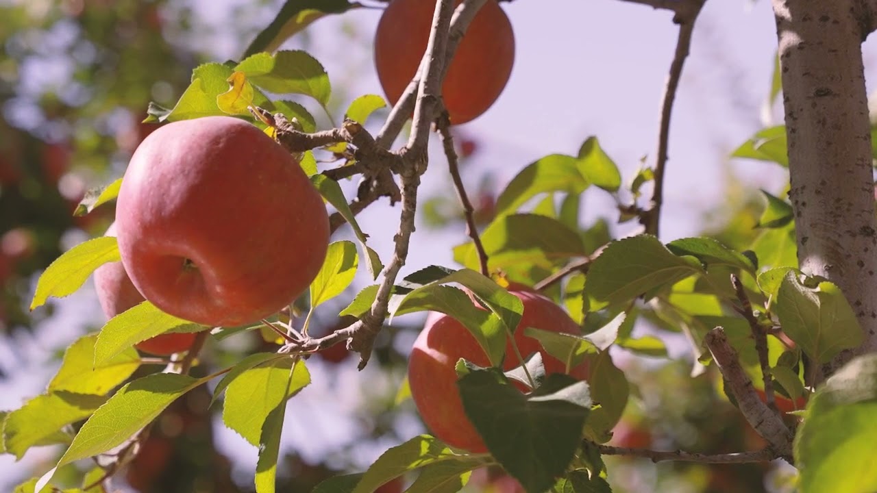 #FarmFriday | Growing SugarBee® Apples!