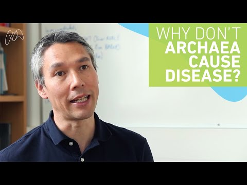Why don't archaea cause disease?