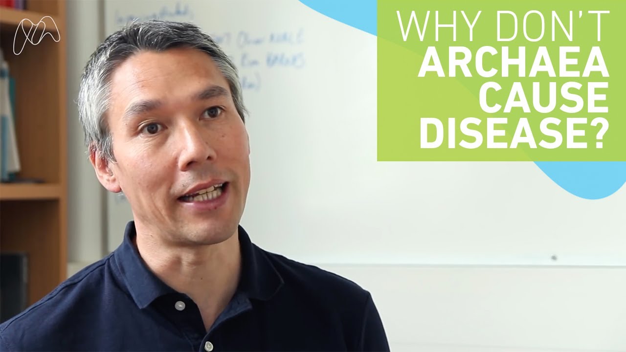 Why don't archaea cause disease?