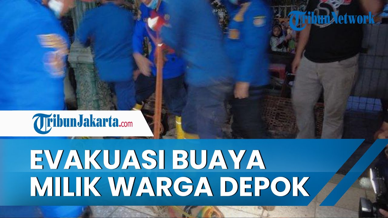 Pelihara Buaya Sejak Kecil, Warga Depok Justru Ketakutan Sendiri saat ... Pelihara Buaya Sejak Kecil, Warga Depok Justru Ketakutan Sendiri saat ...