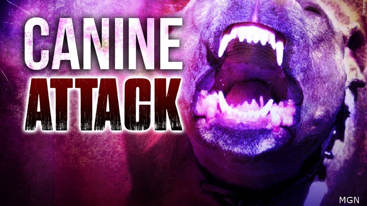 Deputies: Elderly woman dies after attack by three dogs in NC