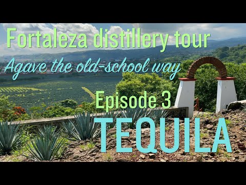 TEQUILA, JALISCO 2021 | Touring the legendary Fortaleza distillery | tons of cantaritos | MEXICO
