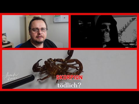 Wie giftig ist mein Skorpion Heterometus laoticus