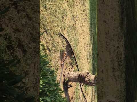 SK#grass cutting#fypシ゚viral #cuttingskills #garden #gardening #for u