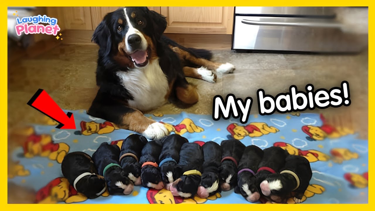 🐕🐾When Your Dog Is So Proud To Be a Mom💖Funny Dog Videos